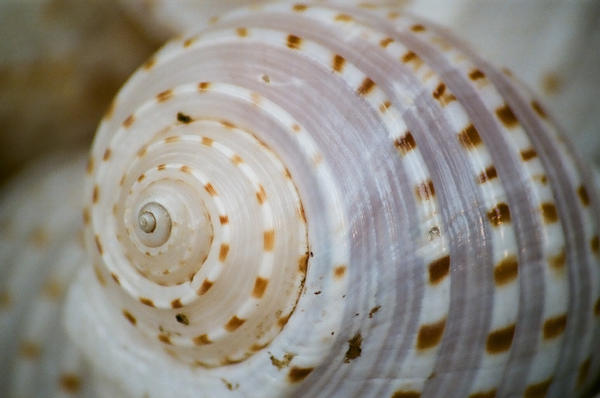 Spiral Shell 2 by littlestlioness on DeviantArt