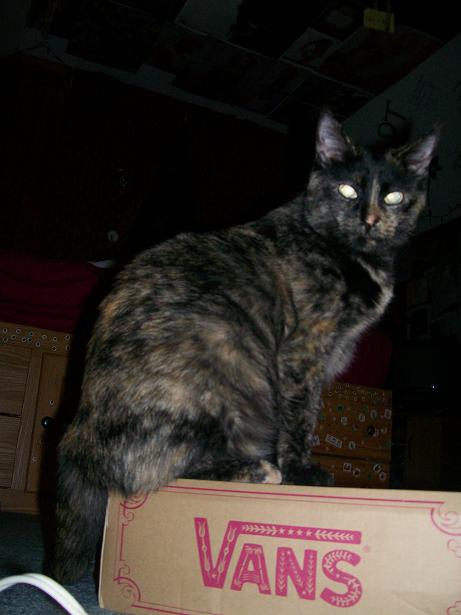 Sexy cats need Sexy shoes by RazorbladeKii55 on DeviantArt