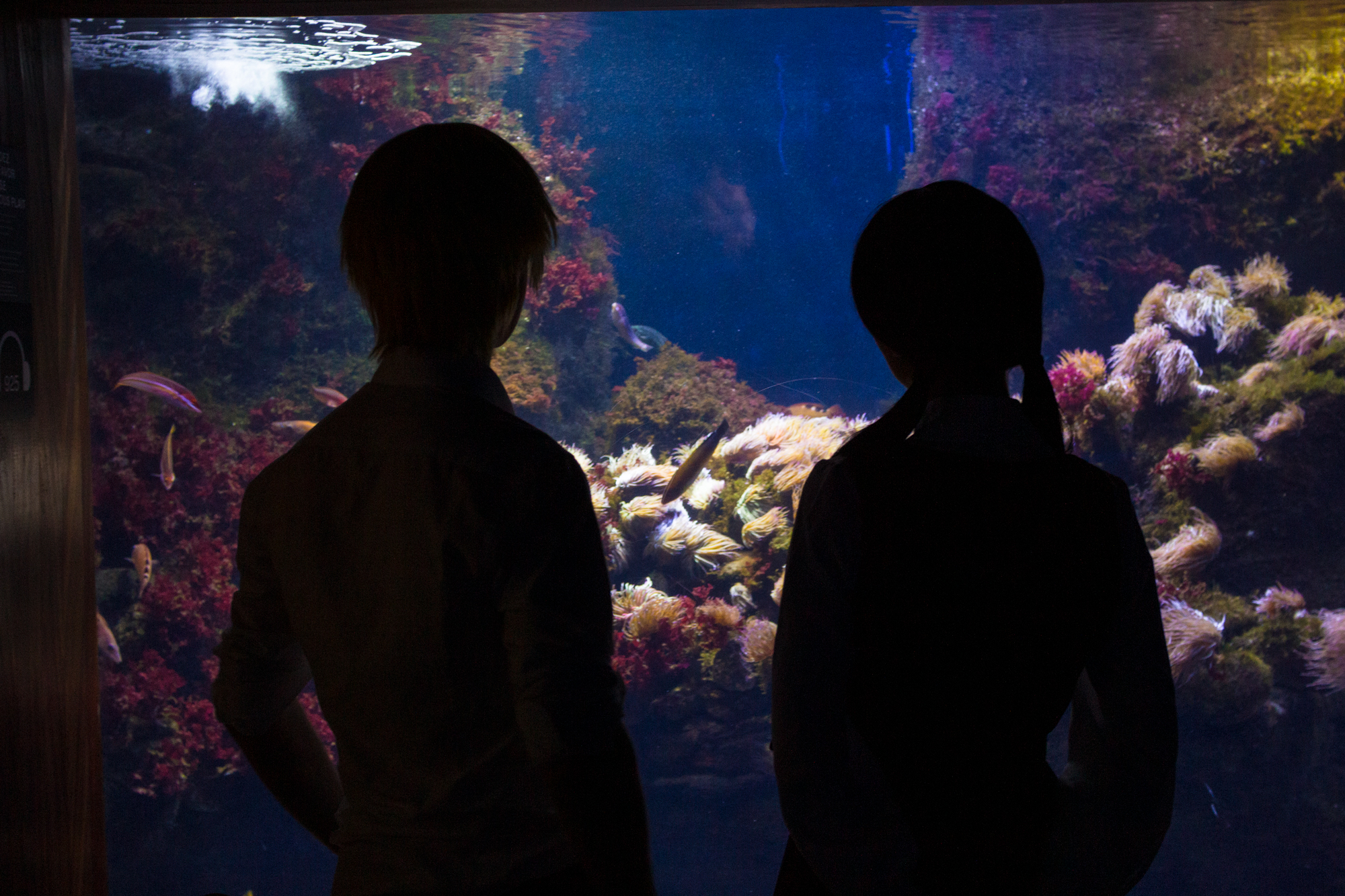 Asa And Denjis Date At The Aquarium By Andivicosplay On Deviantart