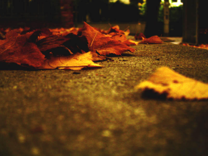 Only Leaves by Amelie0 on DeviantArt