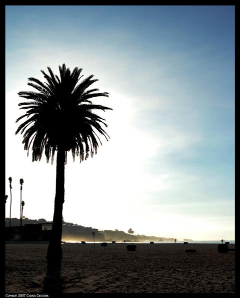 Lone Palm by CaspersCreations on DeviantArt