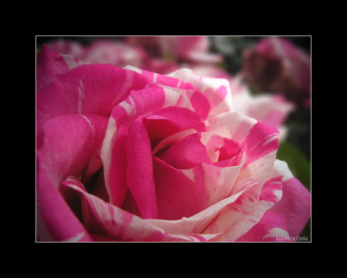 Rose by regal-desire on DeviantArt