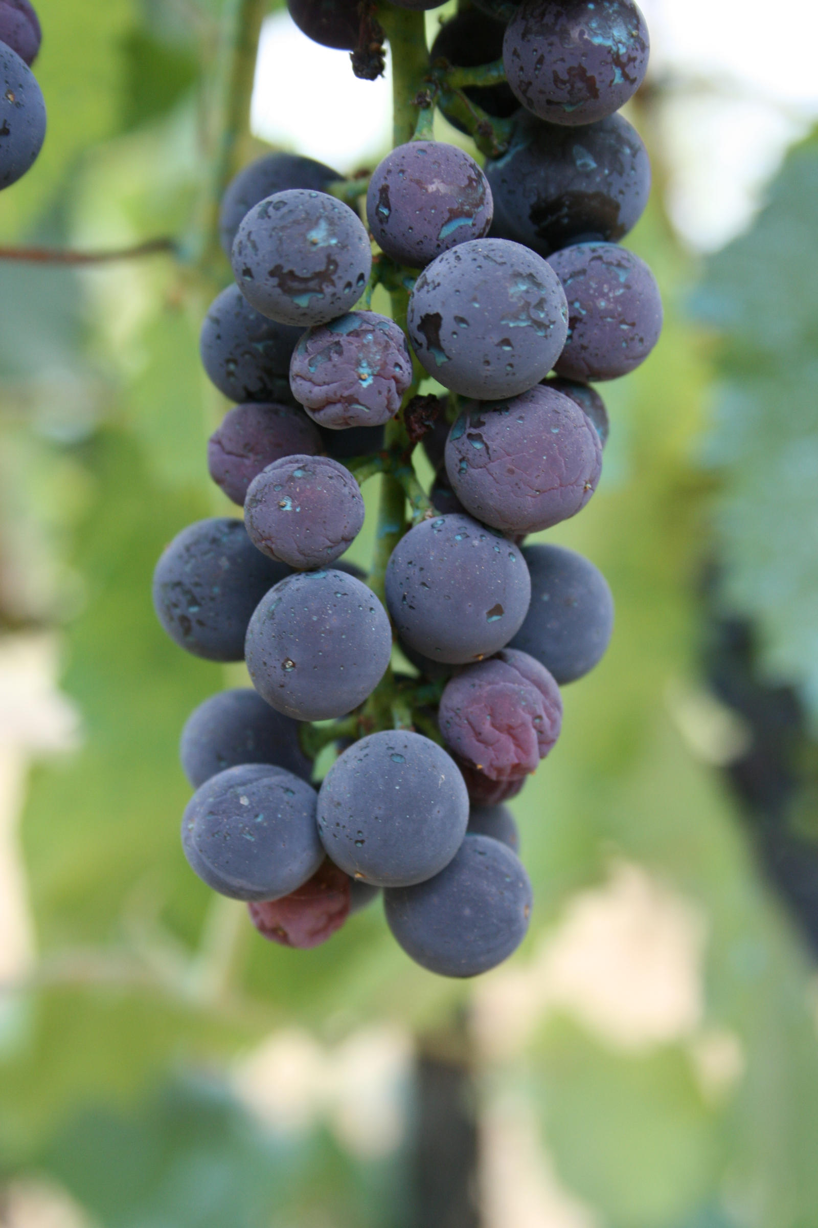 Grapes by crissie200 on DeviantArt