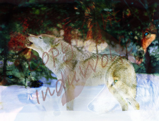 Cerulean Eyes by InduWolfe on DeviantArt