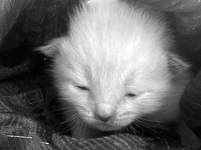 Banshee v3 by Darmiania on DeviantArt