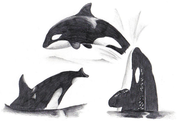 Orca Movement by Maita1 on DeviantArt
