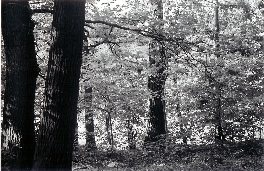 German Forest by OLSPUR on DeviantArt