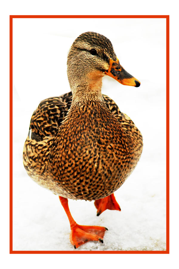 Female Mallard Duck waddles by houstonryan on DeviantArt