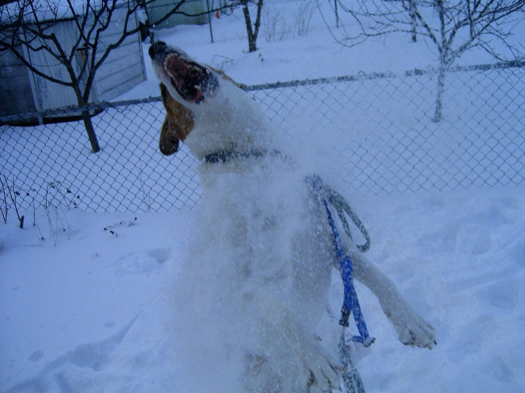 Vicious Dog By LethalHobo On DeviantArt vicious-dog-by-lethalhobo-on-deviantart