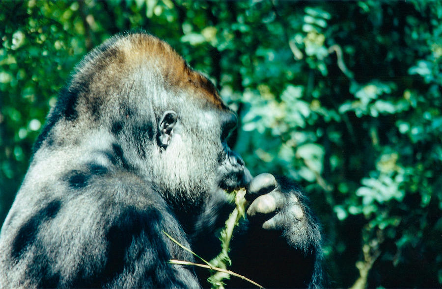 Silverback by frolie on DeviantArt