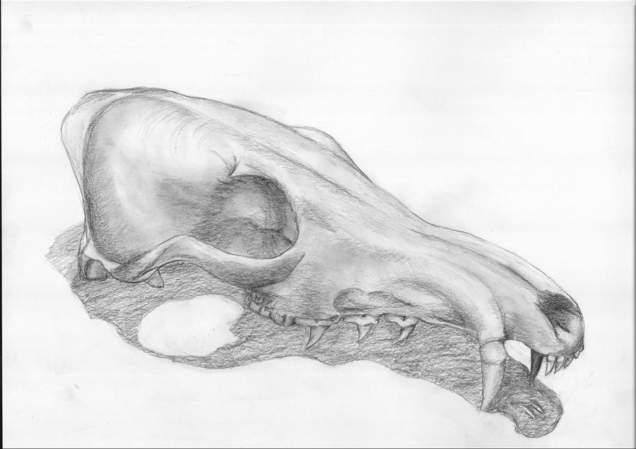 Fox Skull By Charlienoseman On Deviantart