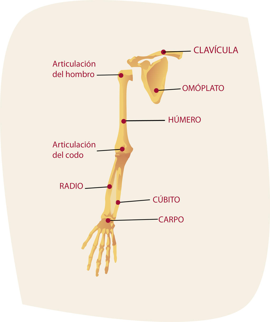 Esqueleto del brazo by leugimmartinez on DeviantArt Esqueleto del brazo by leugimmartinez on DeviantArt