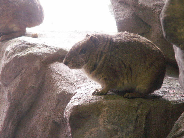 Stuffed Rodent By Dinocruton Stock On Deviantart