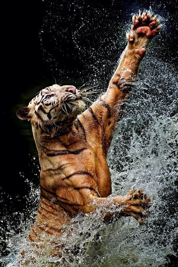 Bengal Tiger By Saqopakajmer On Deviantart