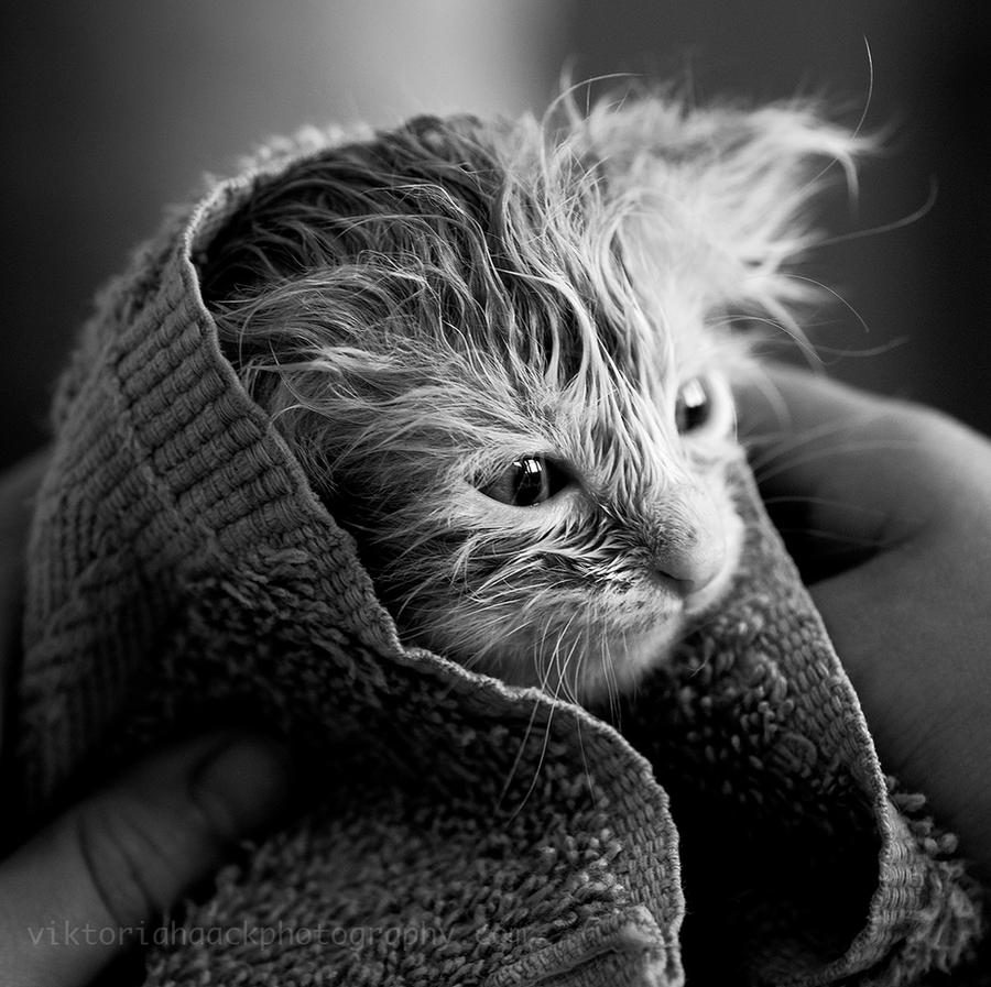 Yoda By Islandtime On Deviantart