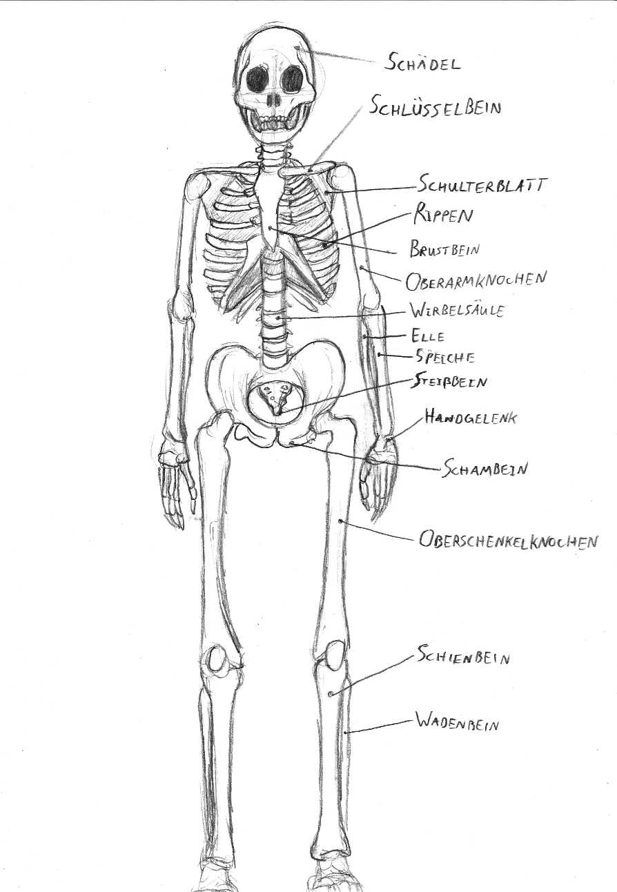Human Skeleton Sketch By IronRebel On DeviantArt human-skeleton-sketch-by-ironrebel-on-deviantart