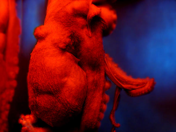 Stuck octopus by Monica528 on DeviantArt