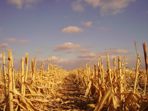 milo field by msclarkgable on DeviantArt