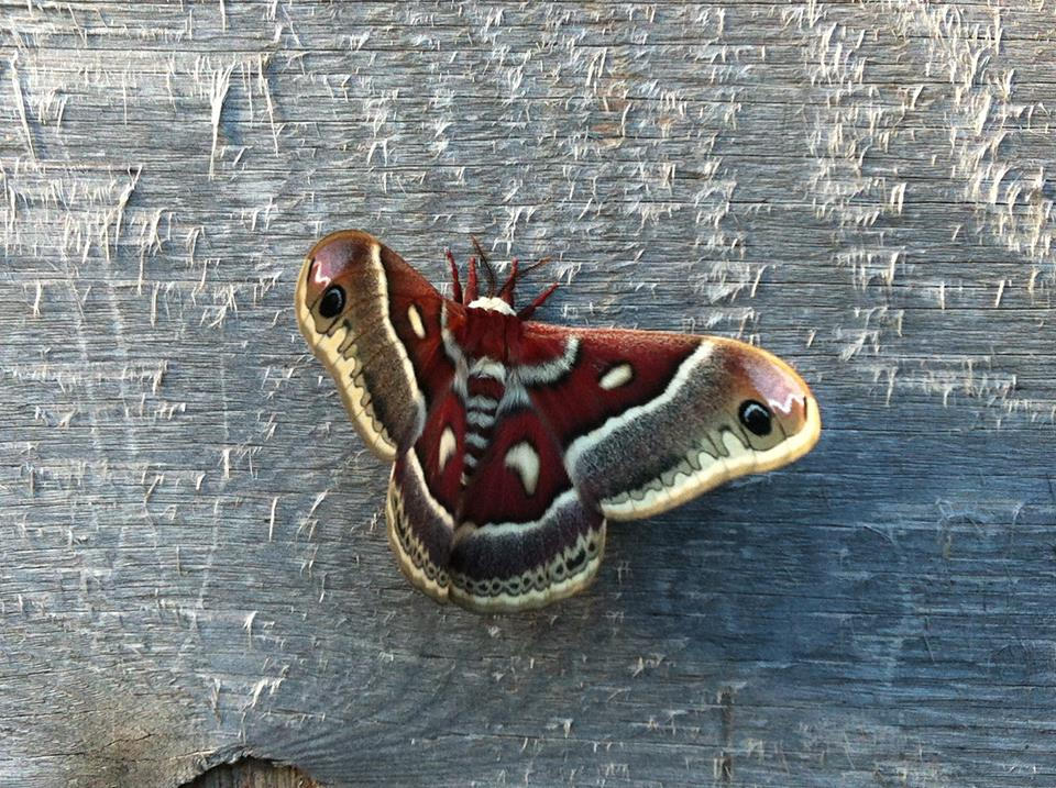 Wow Moth By Cabolty On DeviantArt wow-moth-by-cabolty-on-deviantart