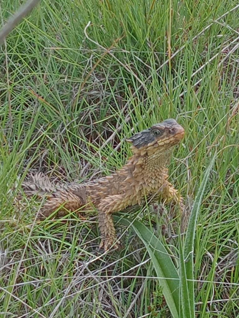 Ouvolk Lizard By Vruitnuggies On Deviantart