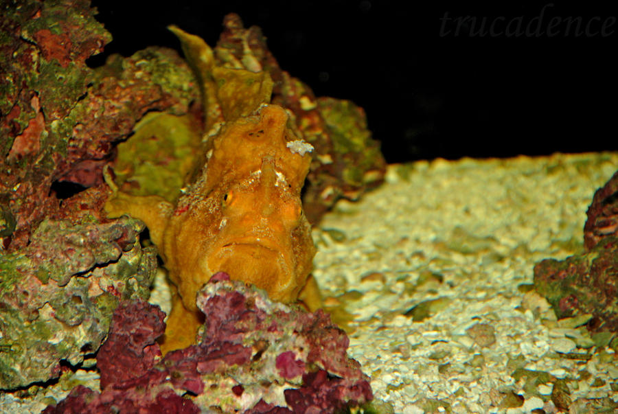 Stoney Fish by trucadence on DeviantArt