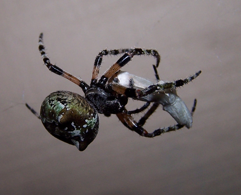 Spider Web bug 1 by ADDanny on DeviantArt