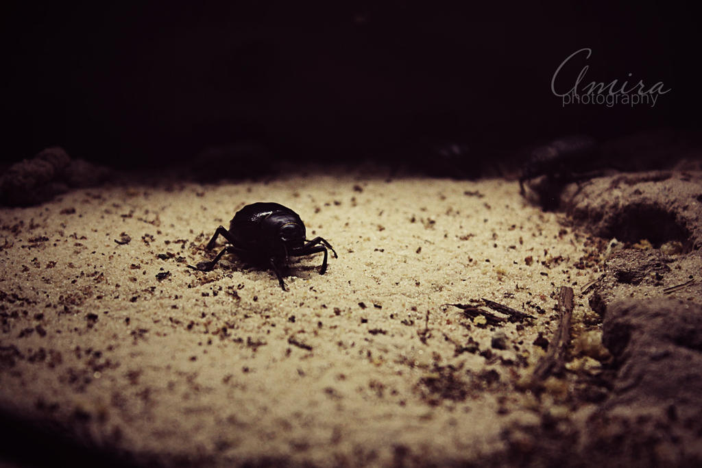 Scary Bug By Amirajuli On Deviantart