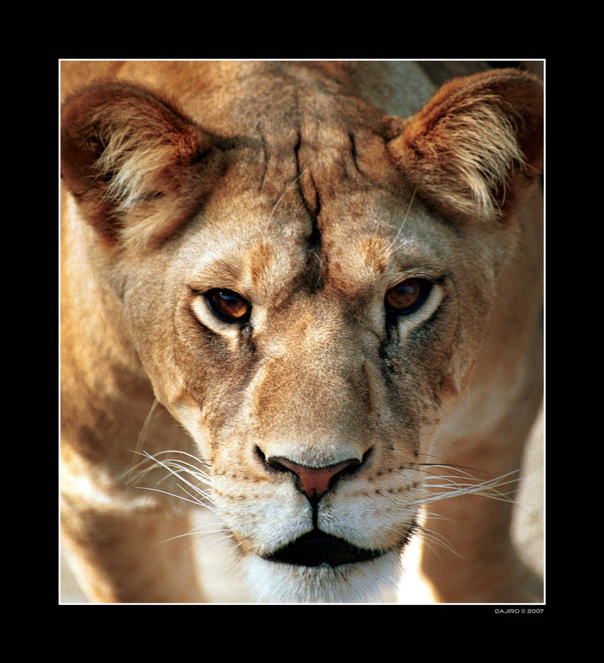 Lioness ll by Dajiro on DeviantArt