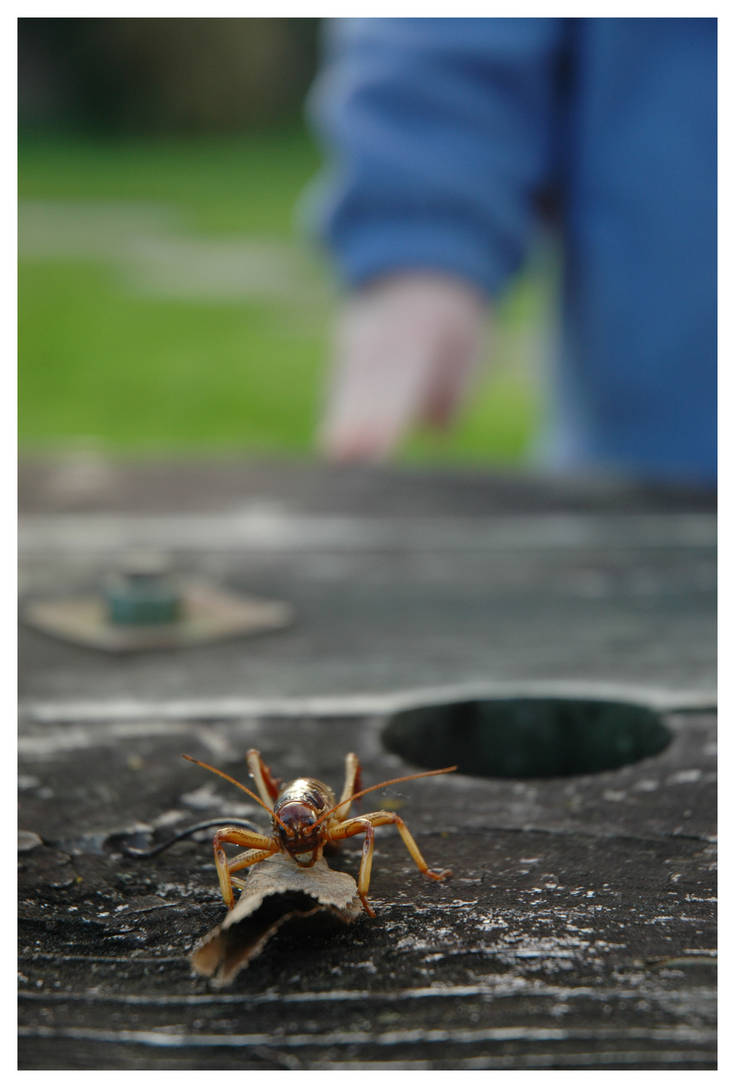 Weta 2 by vampyr79 on DeviantArt