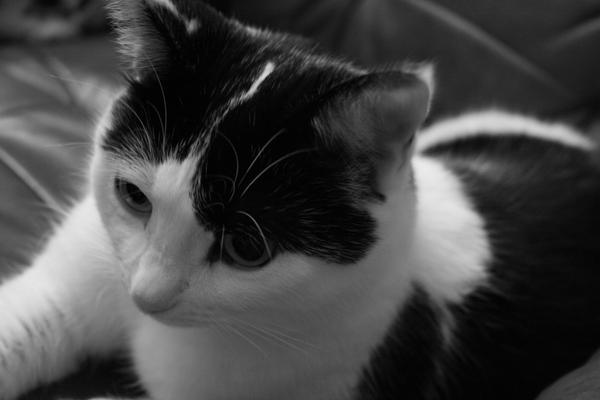 Tussi In Black And White By Fredriq On Deviantart