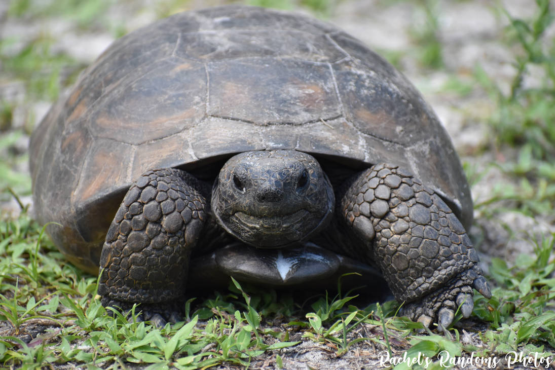 Gopher Tortoise By Rachelsrandomsphotos On Deviantart
