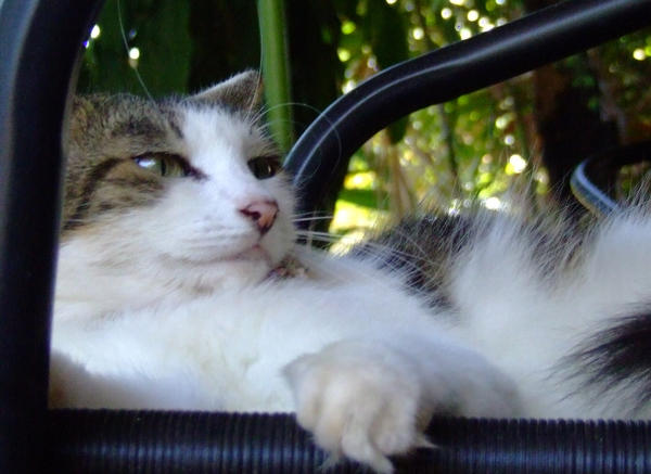 Colley Relaxed by Python-Paradice on DeviantArt