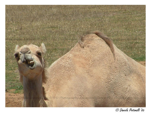 Goofy camel by TVD-Photography on DeviantArt