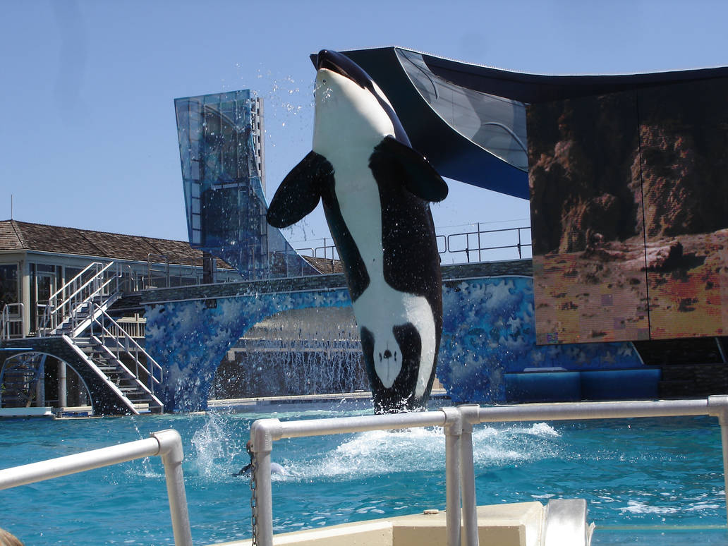 Shamu by Saladbar18 on DeviantArt