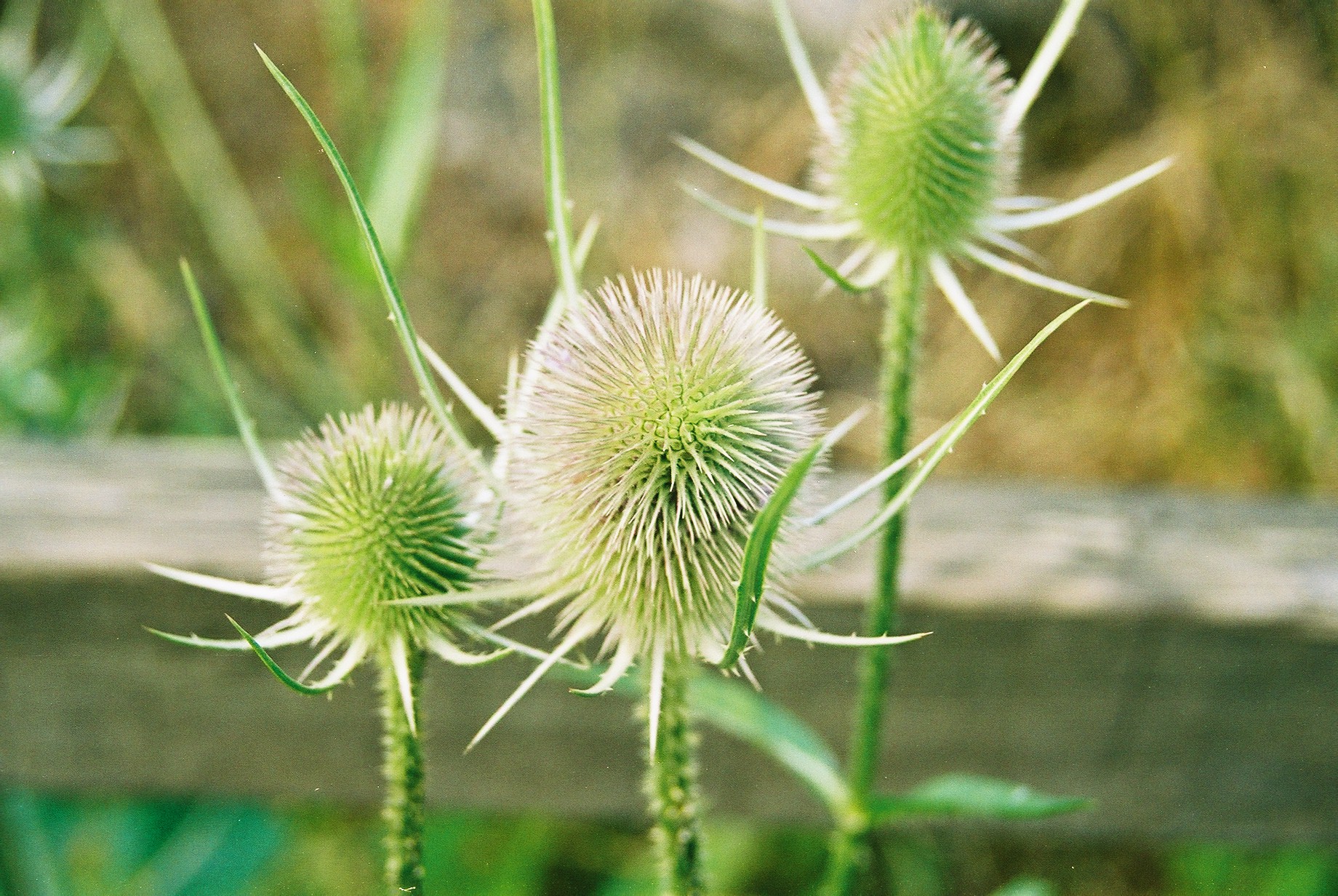 Spikey Plants by ocelotrevs on DeviantArt