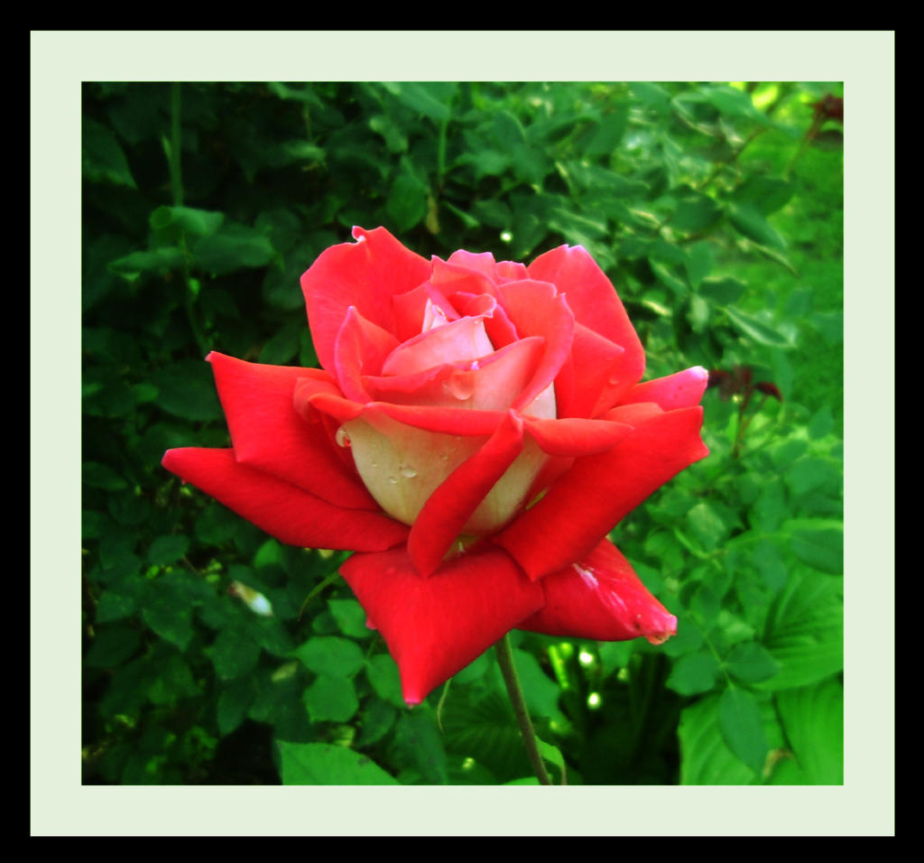 Long Stem Rose By Hmarie98 On Deviantart
