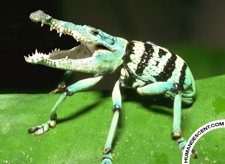 Snappy dresser by HumanDescent on DeviantArt