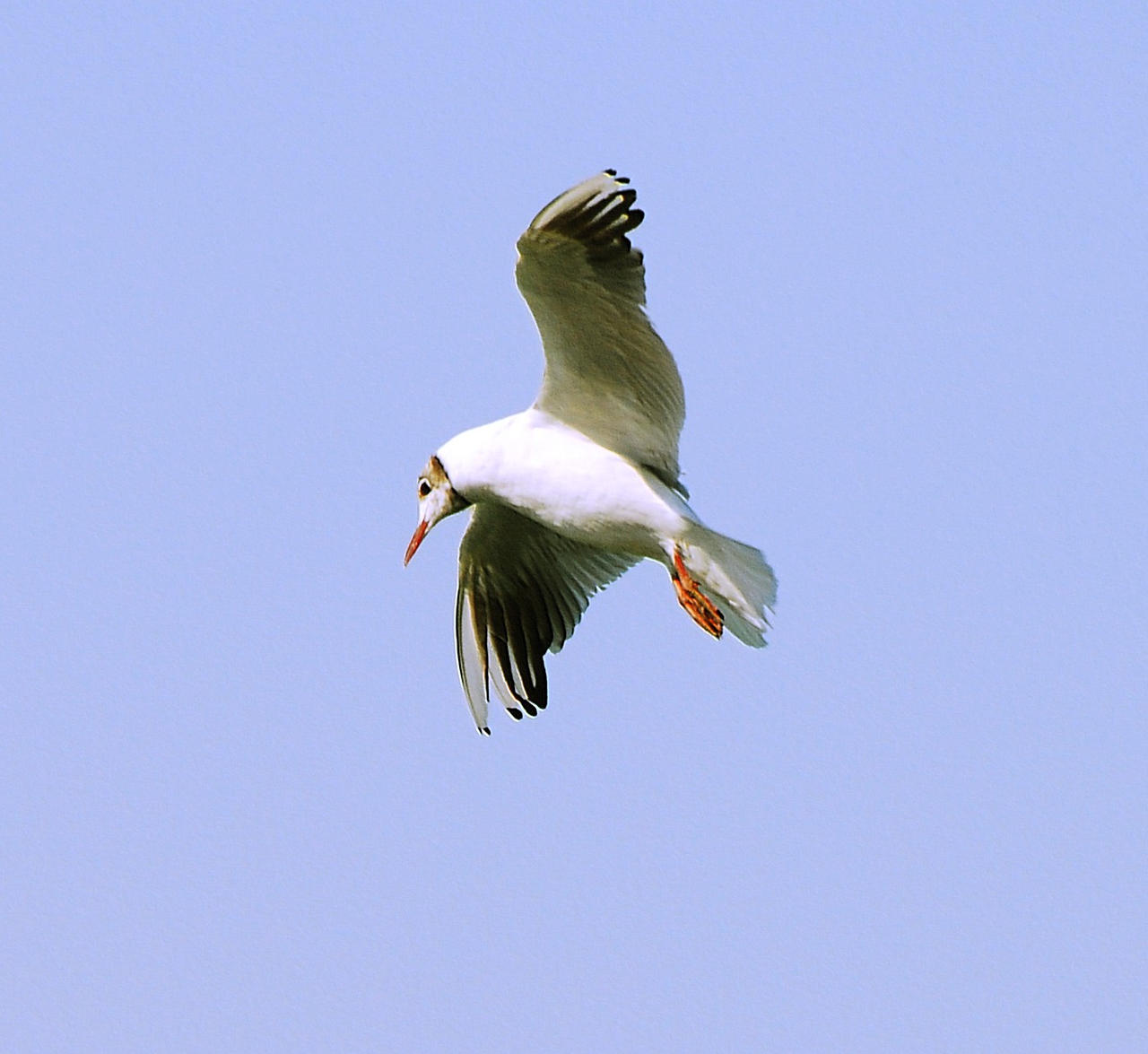 Seagull Pose by E-F on DeviantArt