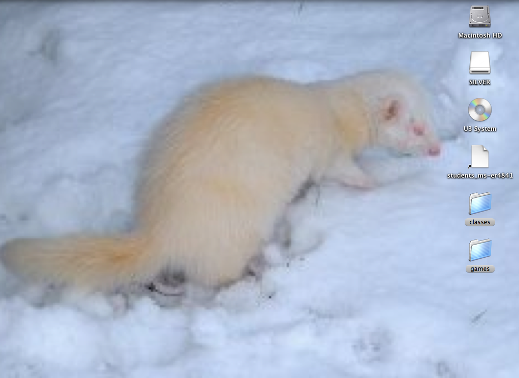 desktop ferret by TouchFeathers on DeviantArt