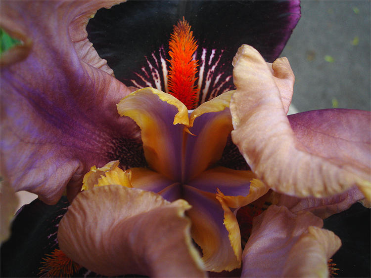 Iris by charmedy on DeviantArt