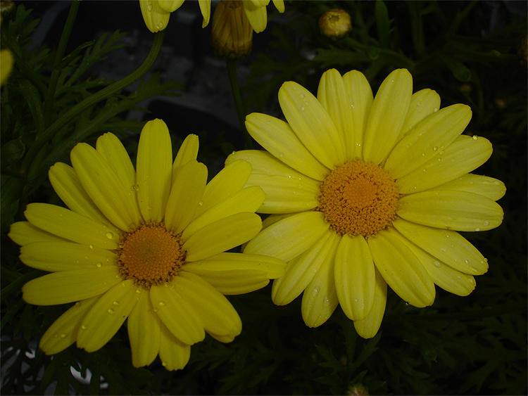 Yellow Daisies by charmedy on DeviantArt