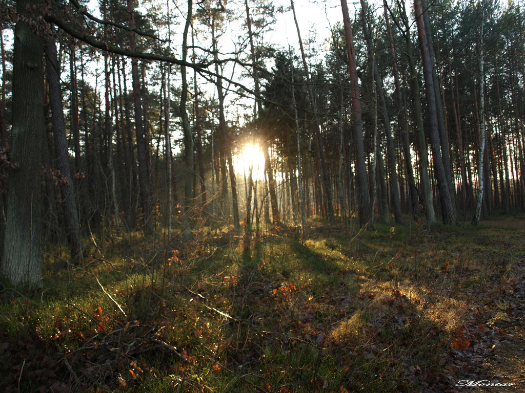 Sun In December By PrincessMontar On DeviantArt sun-in-december-by-princessmontar-on-deviantart