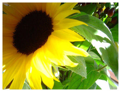 Yellow by Wiink on DeviantArt