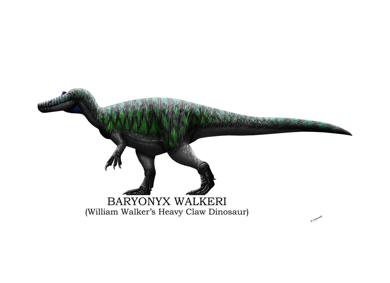 Baryonyx Walkeri Profile By Hamish1512201 On Deviantart