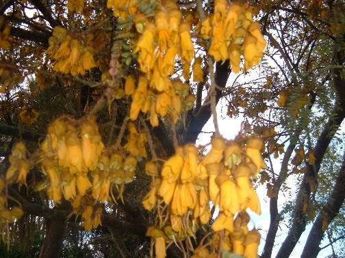 Kowhai Tree by kiwigospel9 on DeviantArt