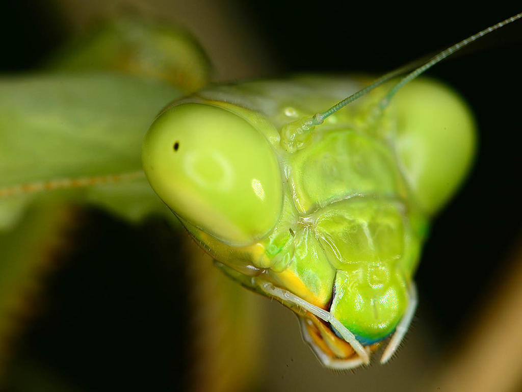 Mantis Portrait By Nolra On Deviantart