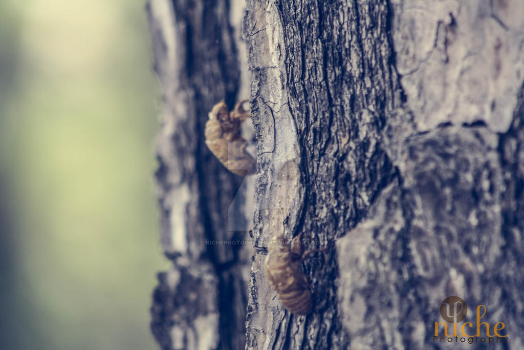 Cicada Shells by NichePhotography on DeviantArt Cicada Shells by NichePhotography on DeviantArt