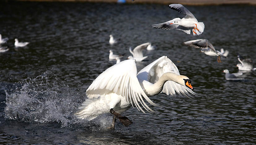 Angry Swan 2 by pduffy4 on DeviantArt