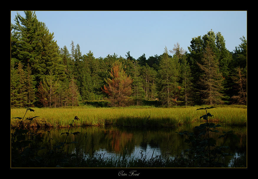 Outer Forest by BrightRedFox on DeviantArt