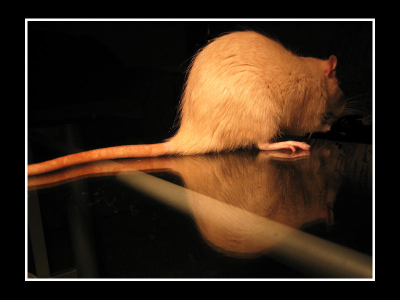 Shadow Rat by FiftyBelowZero on DeviantArt